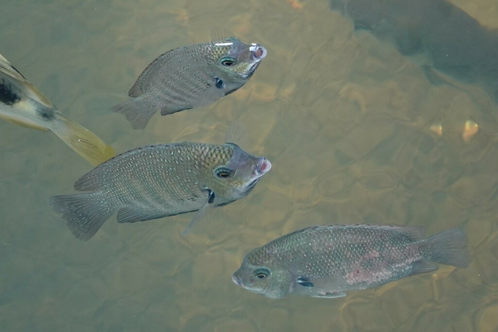 Green Chromide from Lim Chu Kang, Singapore on September 4, 2022 at 09: ...