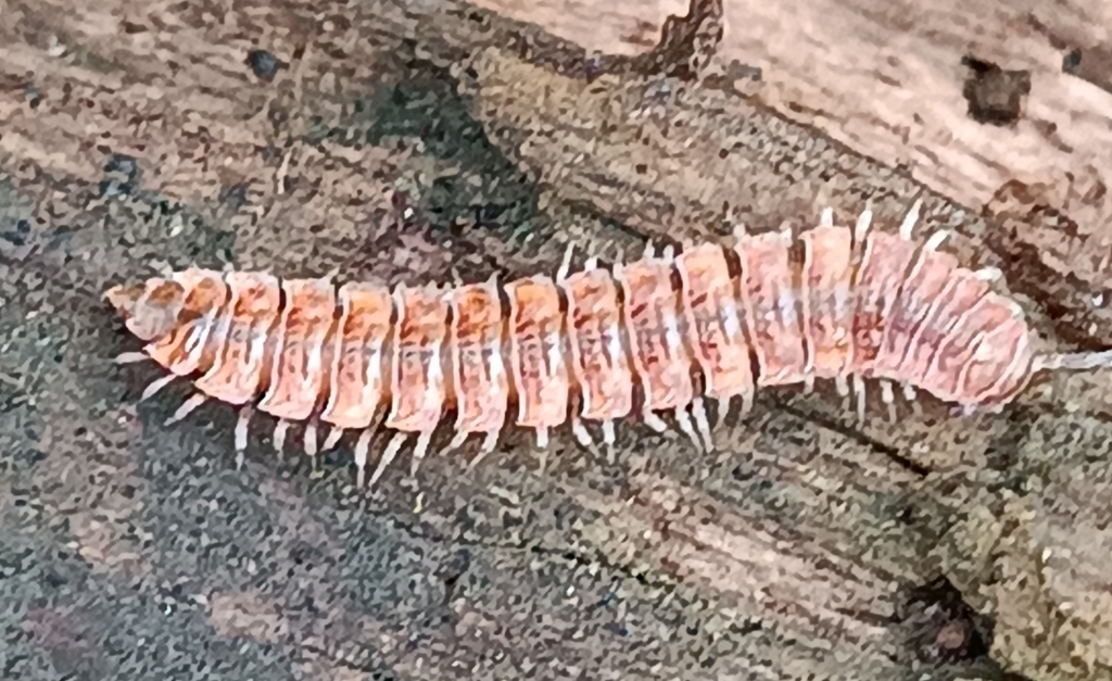 Polydesmidae from Mithatpaşa, 34075 Eyüpsultan/İstanbul, Türkiye on ...