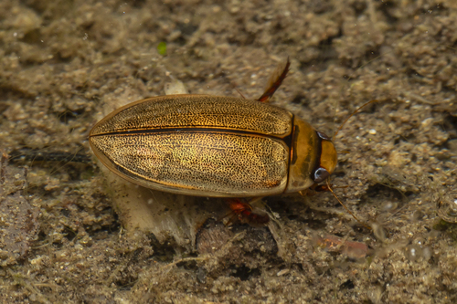 Hydaticus rhantoides · iNaturalist