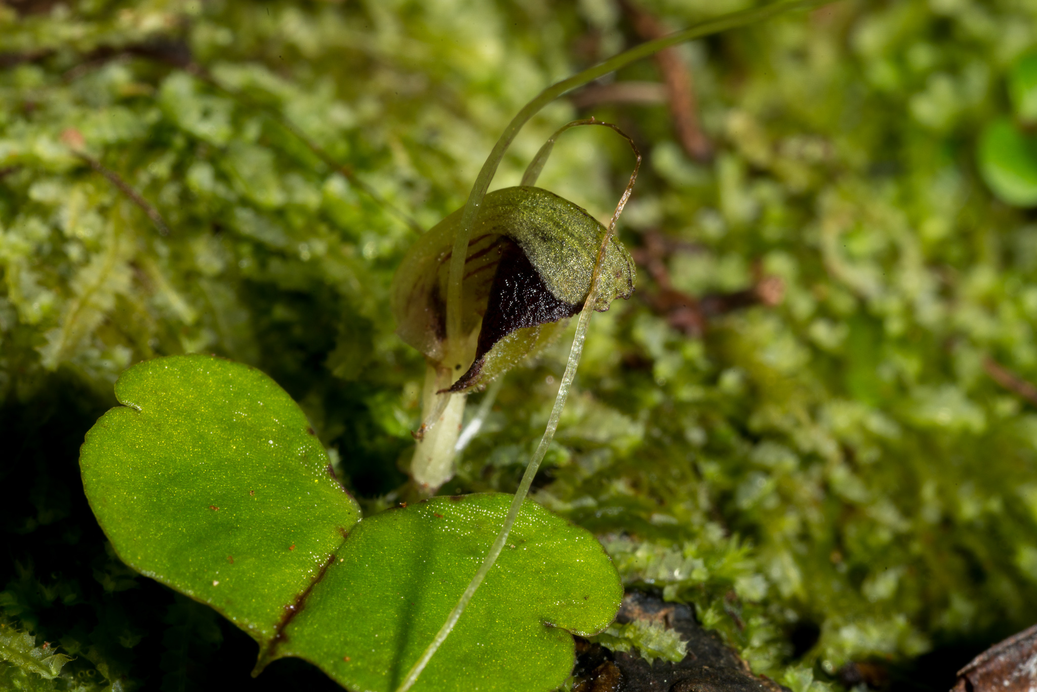 Corybas trilobus (Hook.f.) Rchb.f.