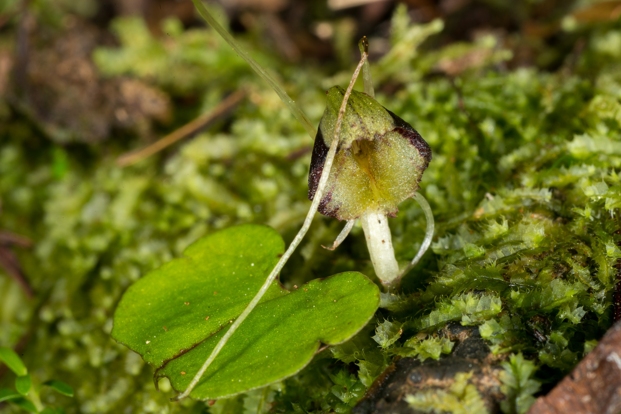 Corybas trilobus (Hook.f.) Rchb.f.