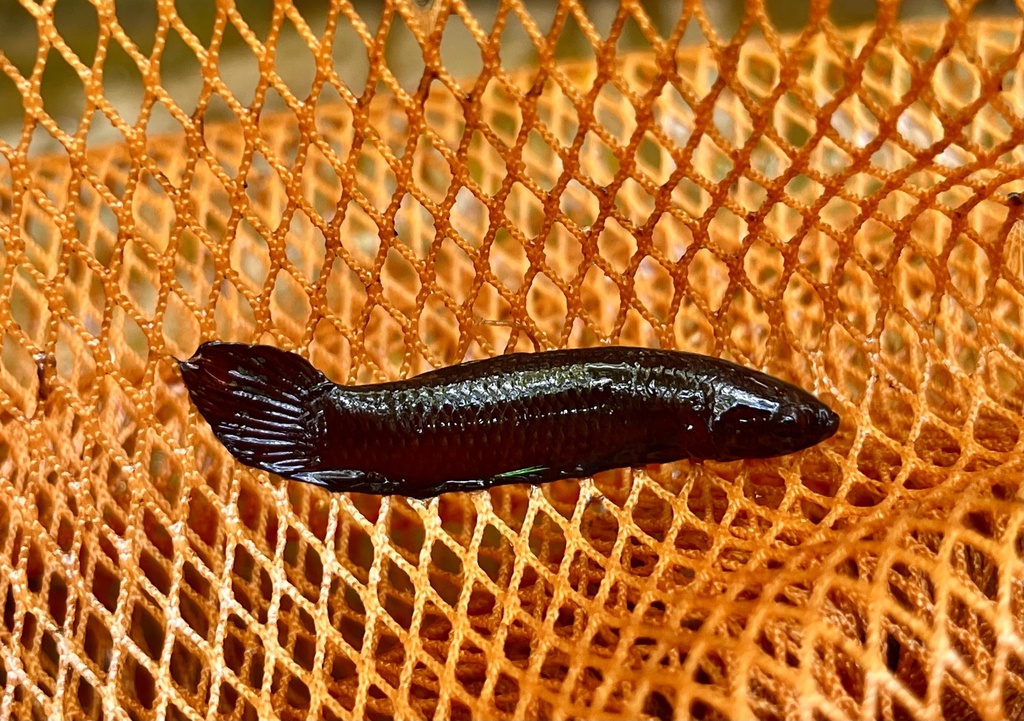 Betta livida (Fishes of North Selangor Peat Swamp Forest) · iNaturalist
