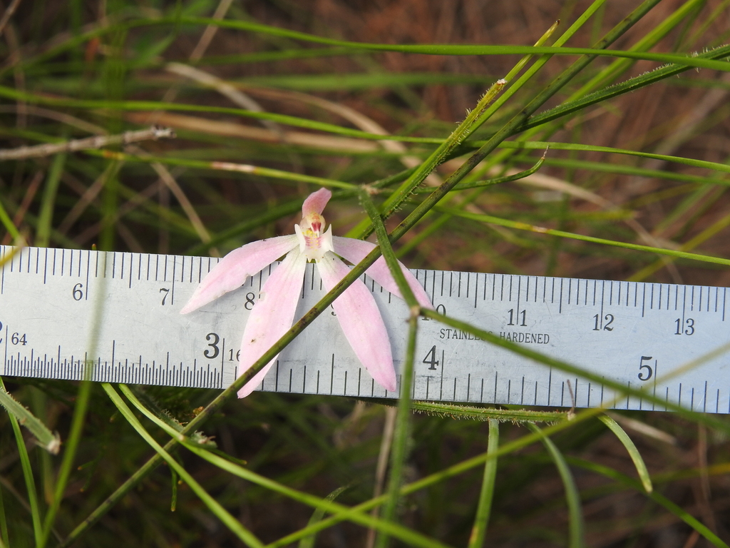 Pink Lady Fingers in September 2022 by Scott W. Gavins · iNaturalist