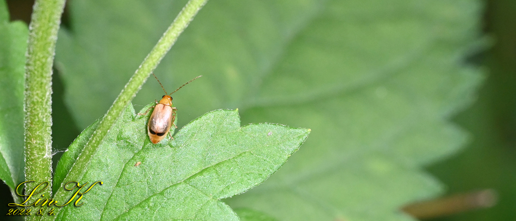 Leaf Beetles from Seosan, Chungcheongnam-do, South Korea on September ...