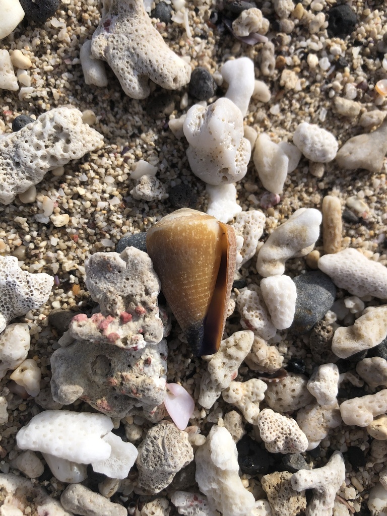 Frigid Cone from La Réunion, Saint-Pierre, RE on August 29, 2022 at 09: ...