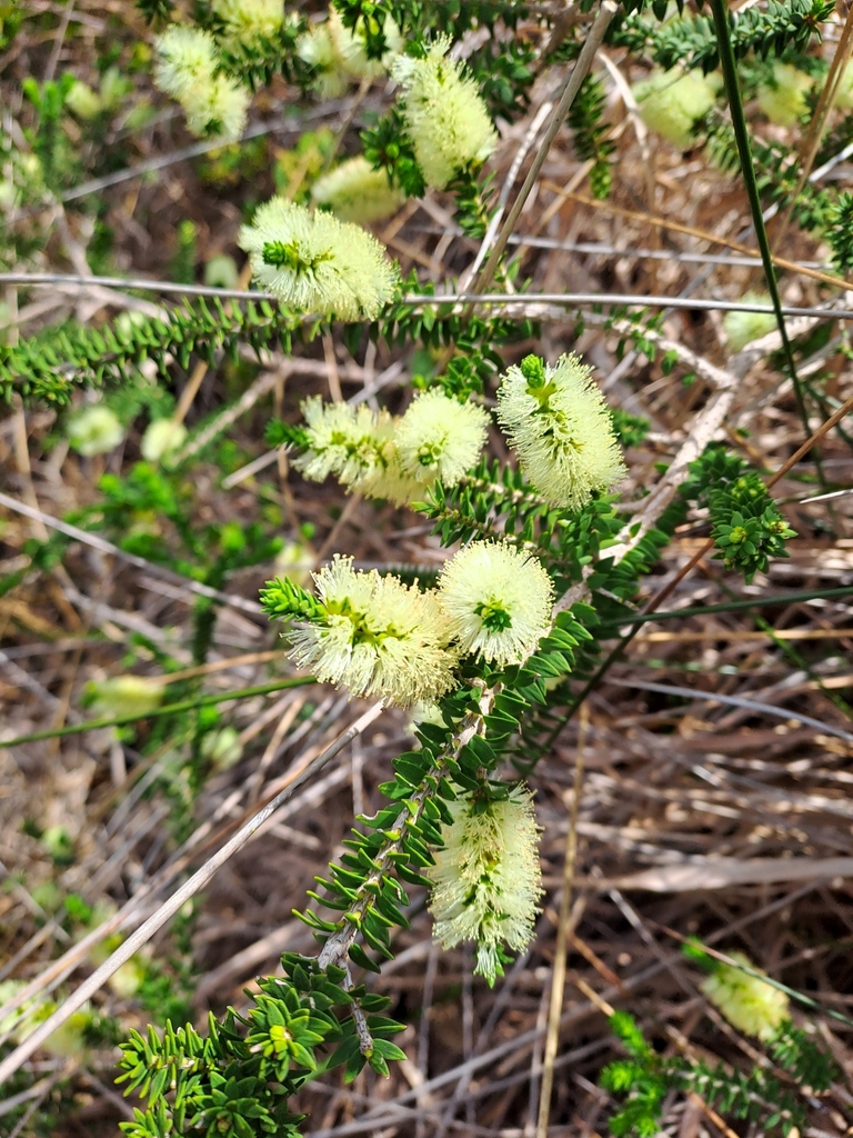 Green Honey Myrtle from Overstrand Local Municipality, South Africa on ...