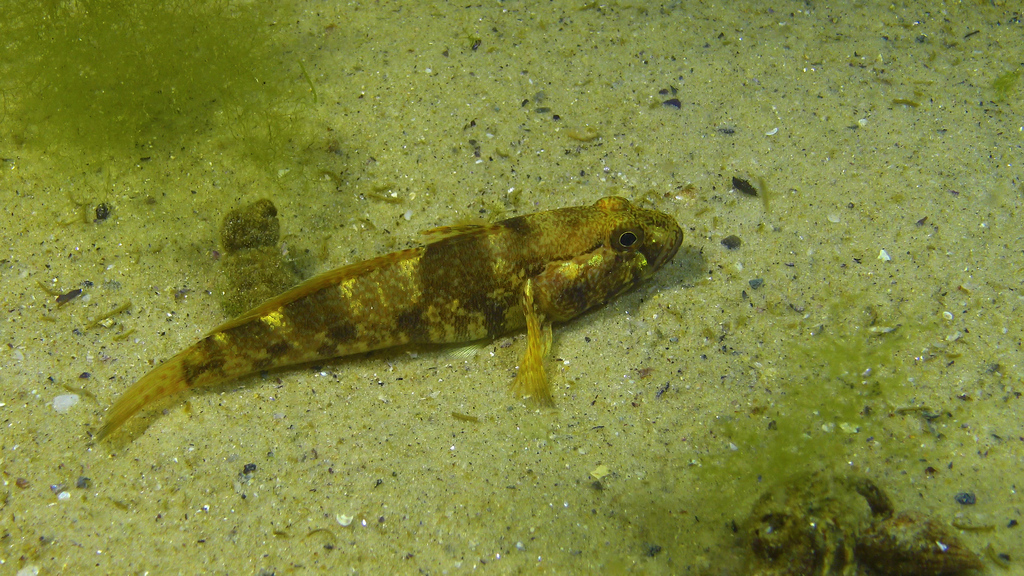 (Ponticola) - Marine Life Identification