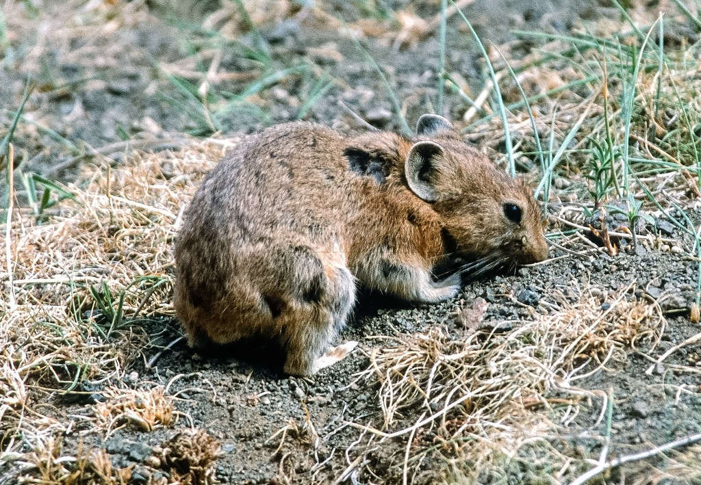 Daurian Pika (Ochotona dauurica) - Know Your Mammals