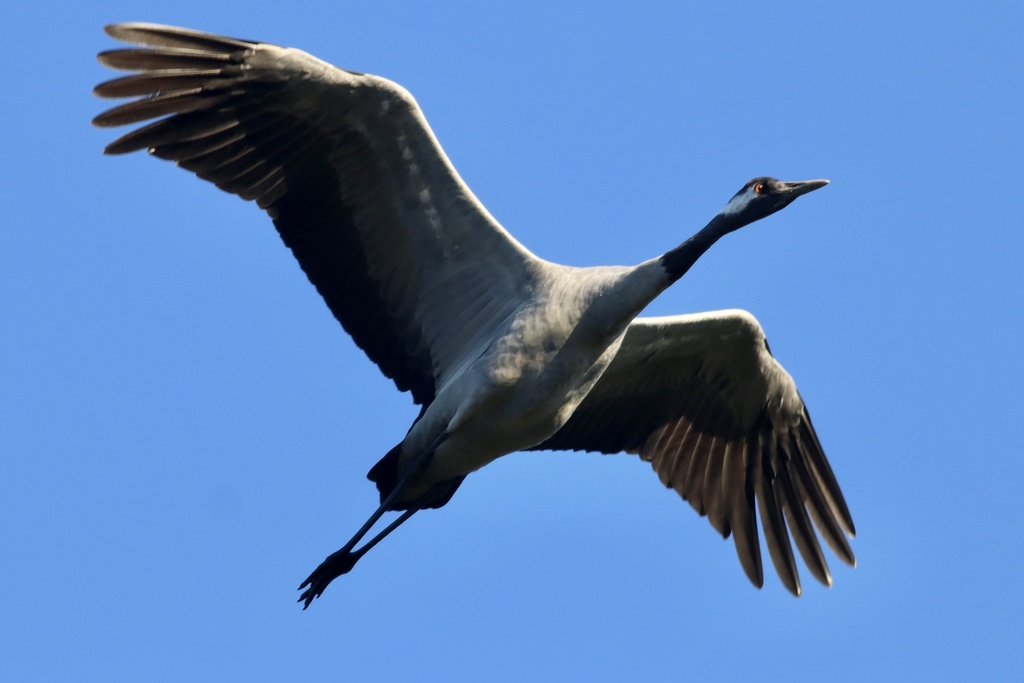 Common Crane from Skjerstadfjorden, Fauske, NO on September 4, 2022 at ...
