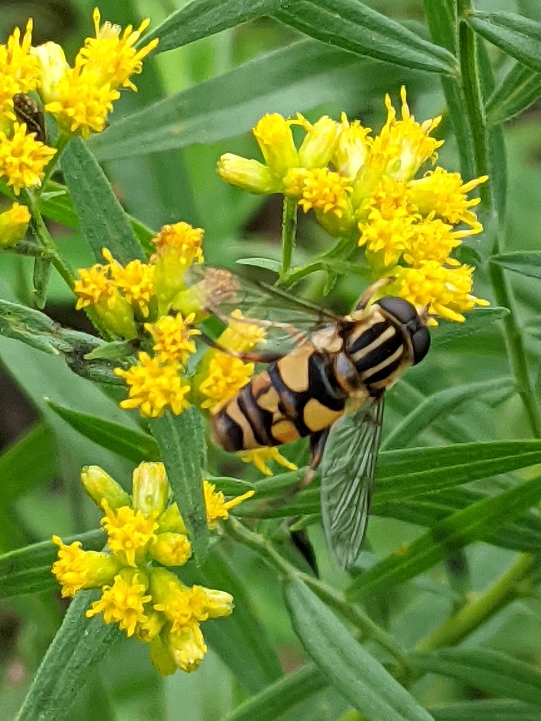 Narrow-headed Marsh Fly from Allen, Indiana, United States on September ...