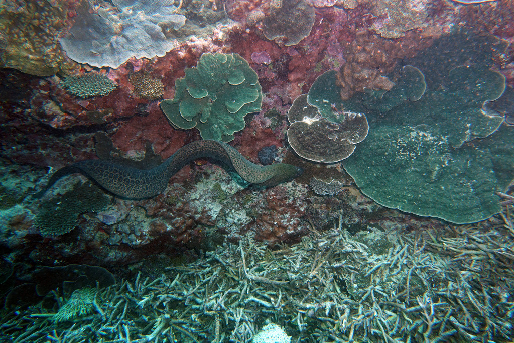 Common Morays from Lady Elliot Island, QLD, Australia on August 30 ...