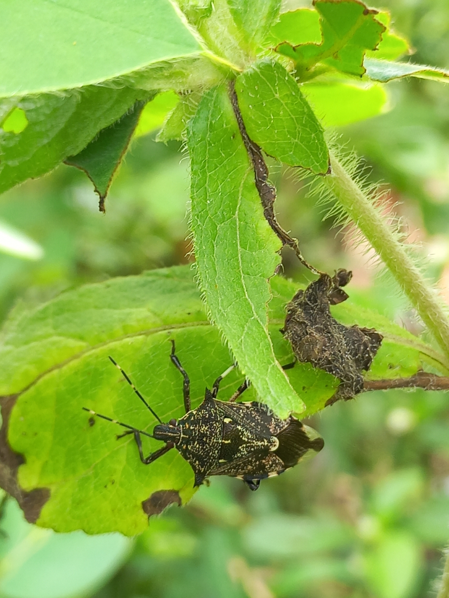 Eocanthecona furcellata (Wolff, 1811)