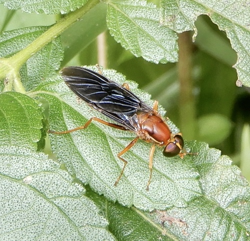 Ptecticus aurobrunneus · iNaturalist United Kingdom