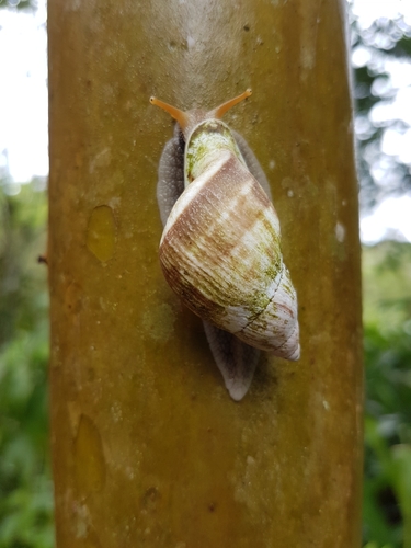 Cochlorina aurisleporis · iNaturalist