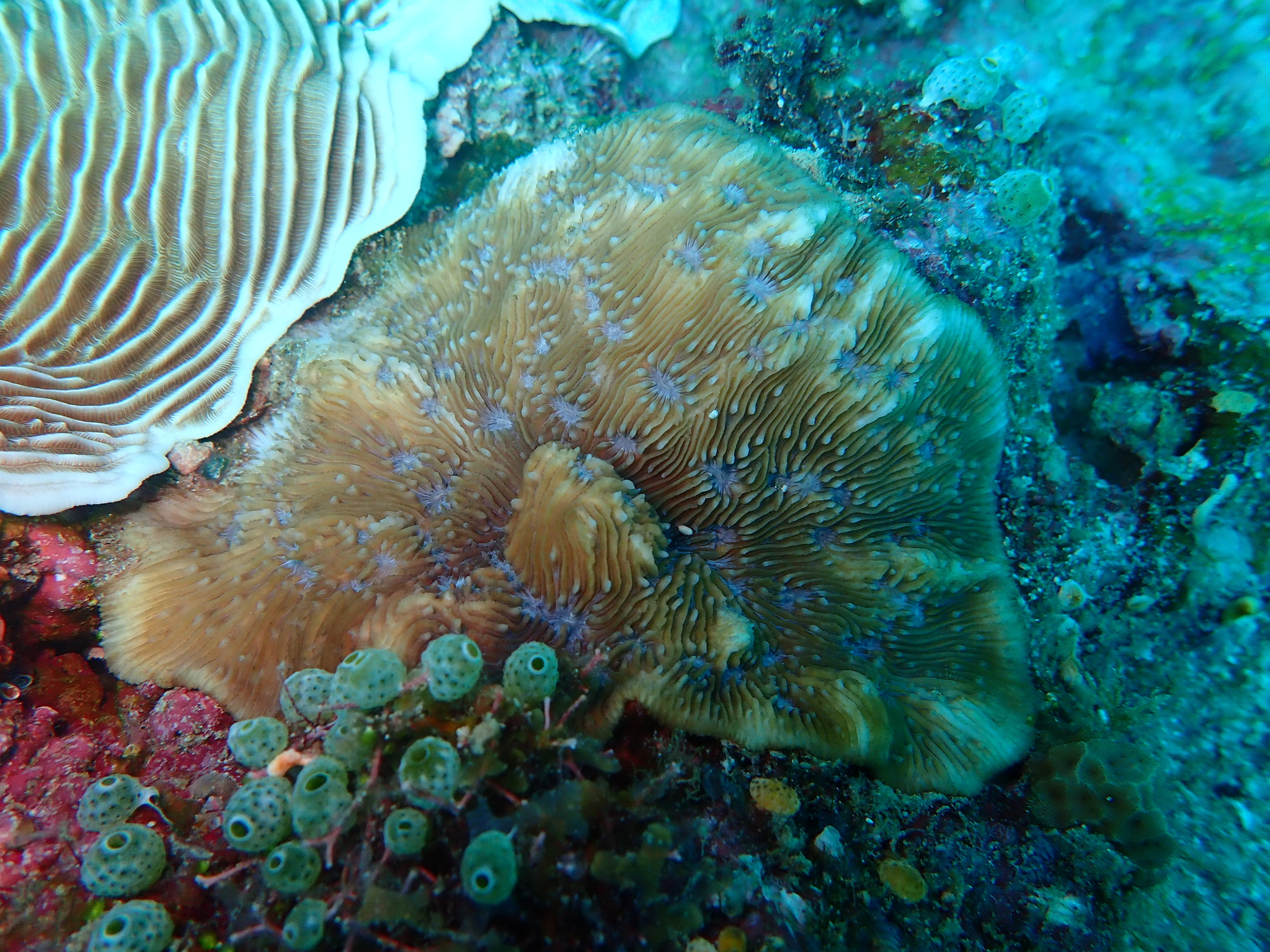 Lithophyllon undulatum Rehberg, 1892