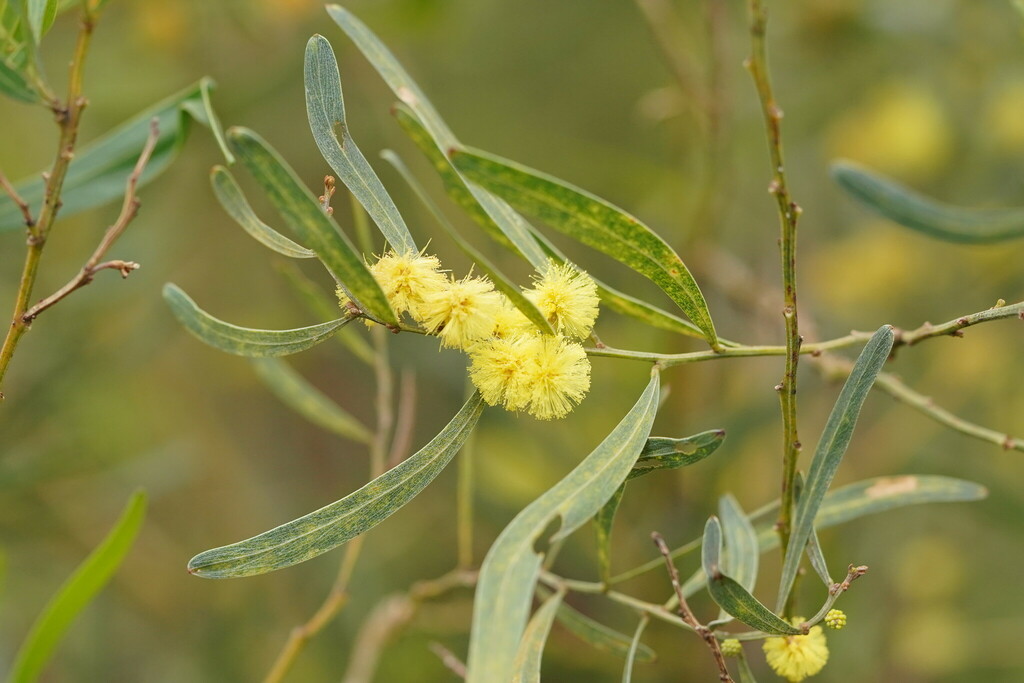 Varnish Wattle from Melbourne VIC, Australia on September 4, 2022 at 01 ...