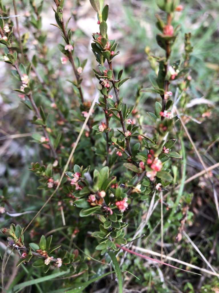 dwarf micrantheum from Hindmarsh Tiers Rd, Hindmarsh Valley, SA, AU on ...