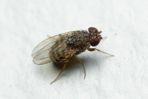 Complex Drosophila repleta · iNaturalist