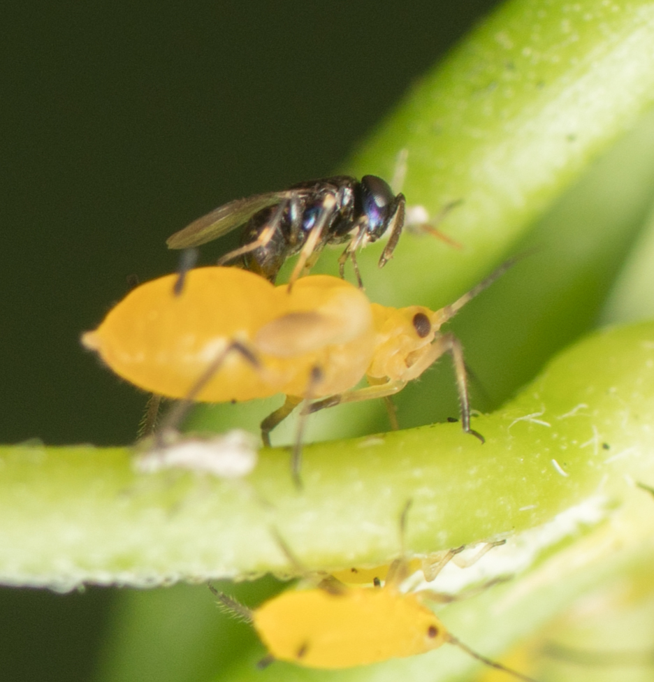 Encyrtidae from La Habra, CA 90631, USA on August 07, 2018 at 04:06 PM ...