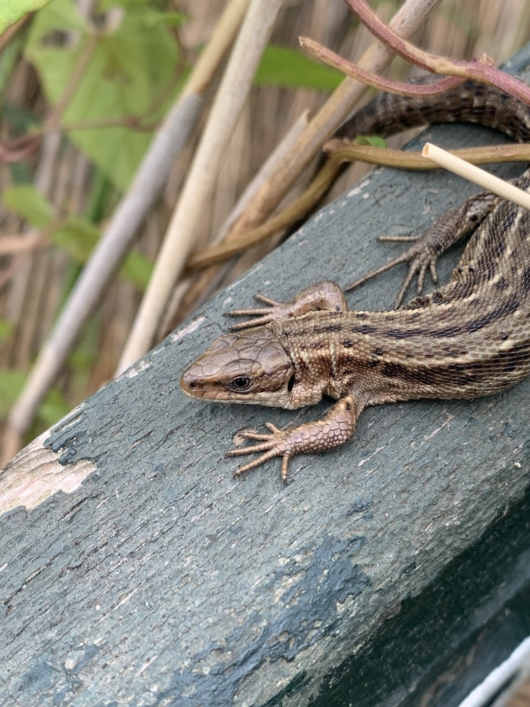 Viviparous Lizard from Richmond upon Thames, London, England, GB on ...