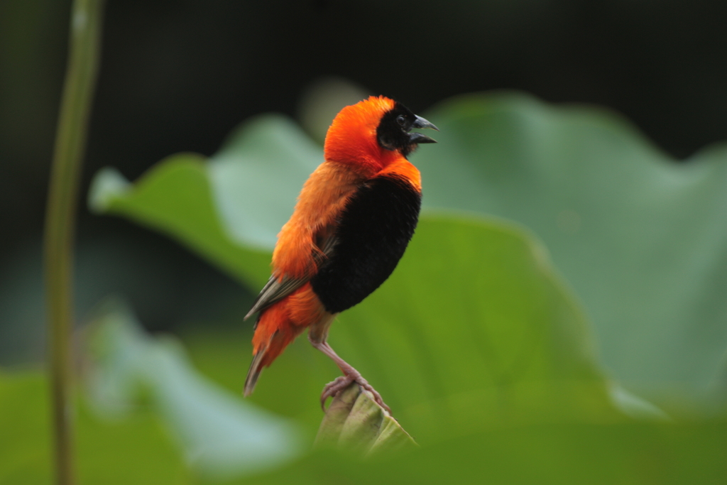 Red Bishop (Birds of South Africa) · iNaturalist