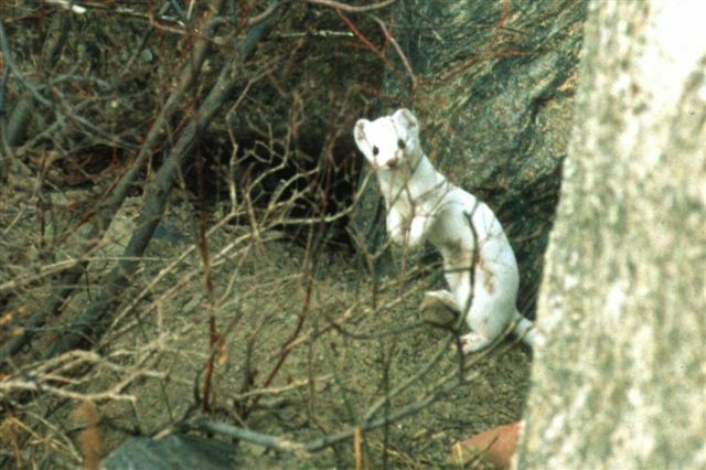 American Stoat from Garfield County, CO, USA on October 01, 1970 by ...