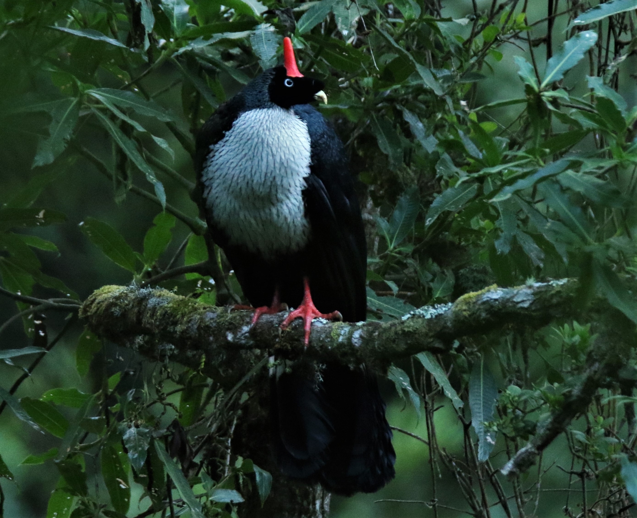 Oreophasis derbianus G.R.Gray, 1844