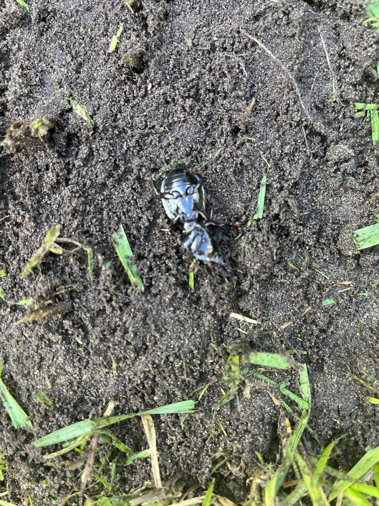 Scaraphites rotundipennis from Rosyth Rd, Rye, VIC, AU on September 2 ...