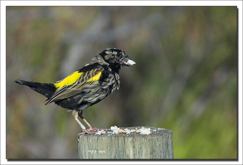 Yellow-rumped Widowbird (Birds of South Africa) · iNaturalist