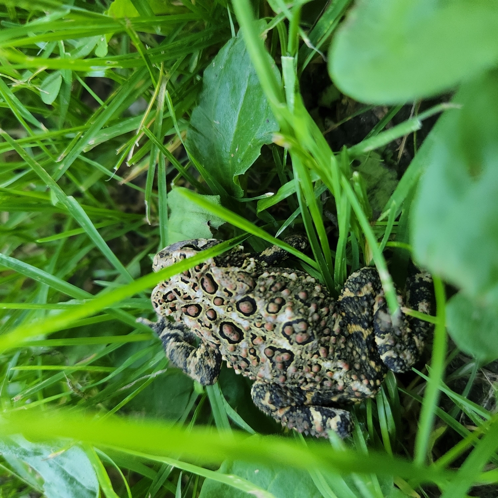 Canadian Toad from Lac qui Parle State Park on September 01, 2022 at 07 ...
