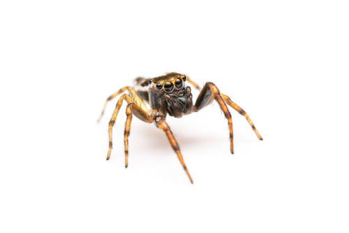 Observations by salticids · iNaturalist