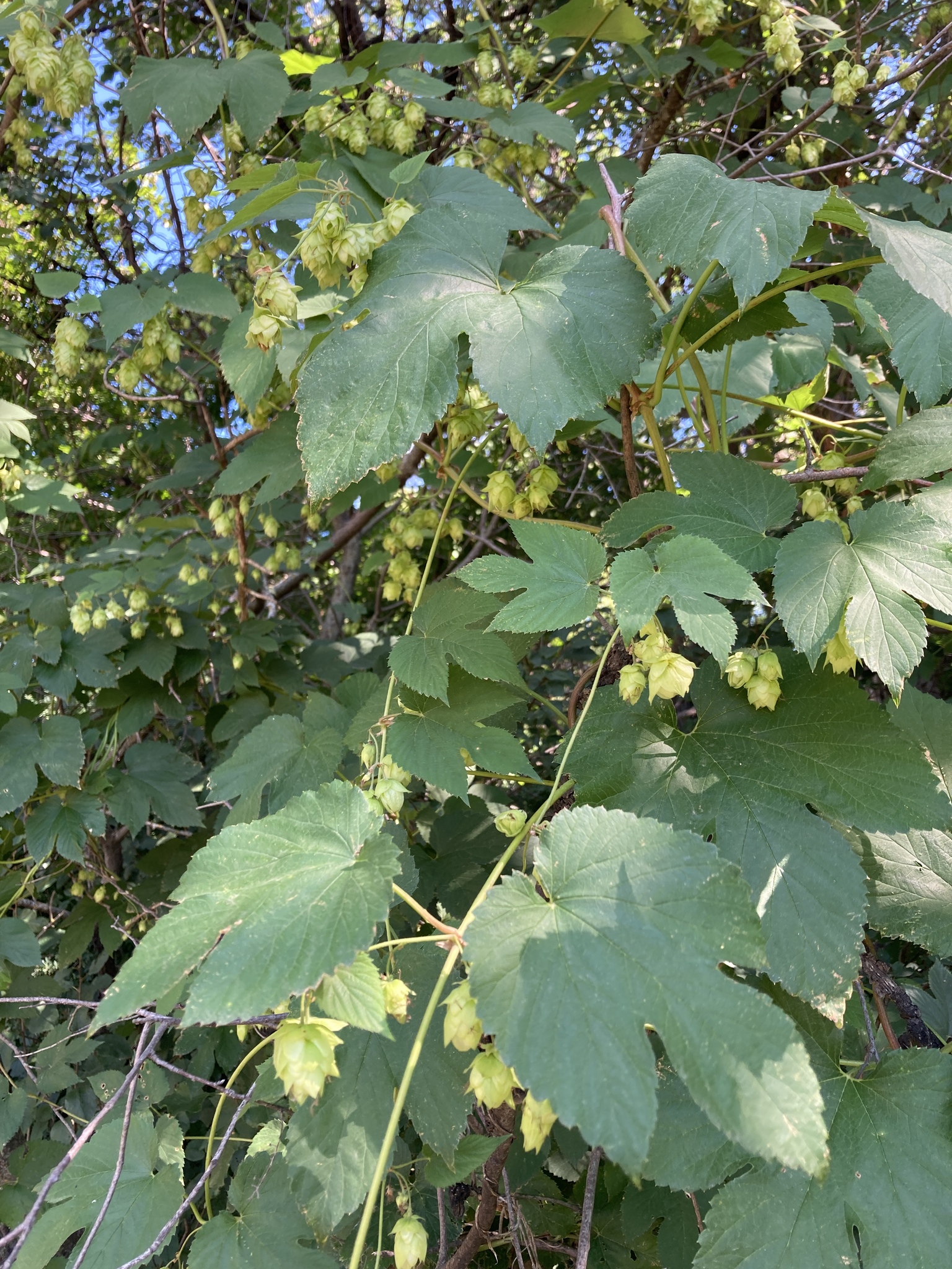 Humulus lupulus var. lupulus