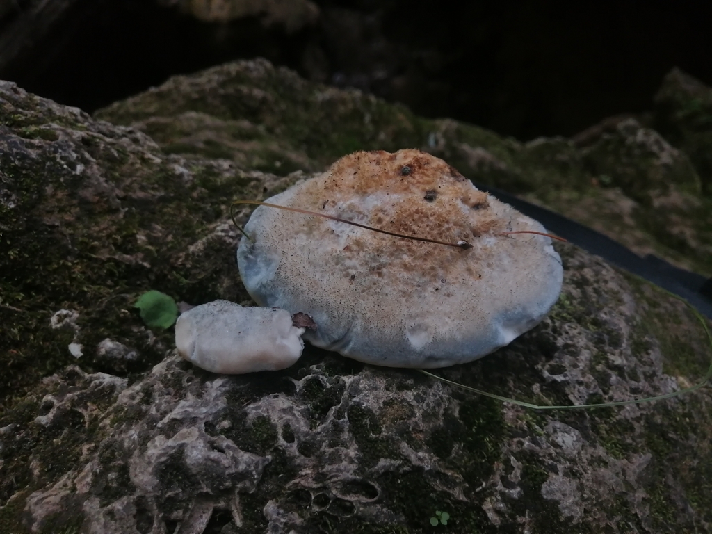 Blue Cheese Polypore from El Cedral, Pinal de Amoles on August 12, 2022 ...