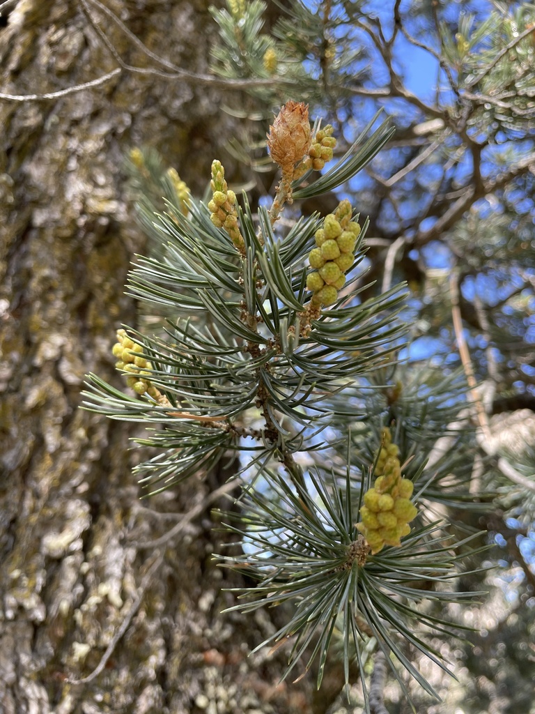 Parry pinyon from Cleveland National Forest, Descanso, CA, US on ...