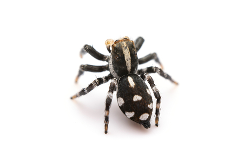 Observations by salticids · iNaturalist