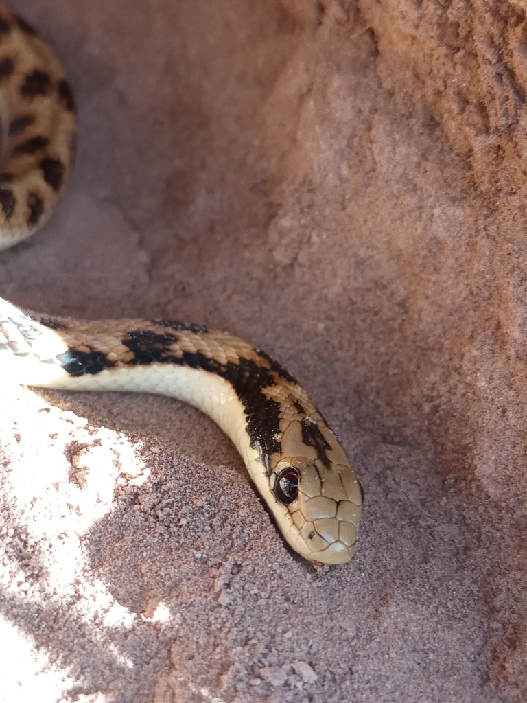 Arrow Ground Snake from Rivadavia, Mendoza, Argentina on September 2 ...
