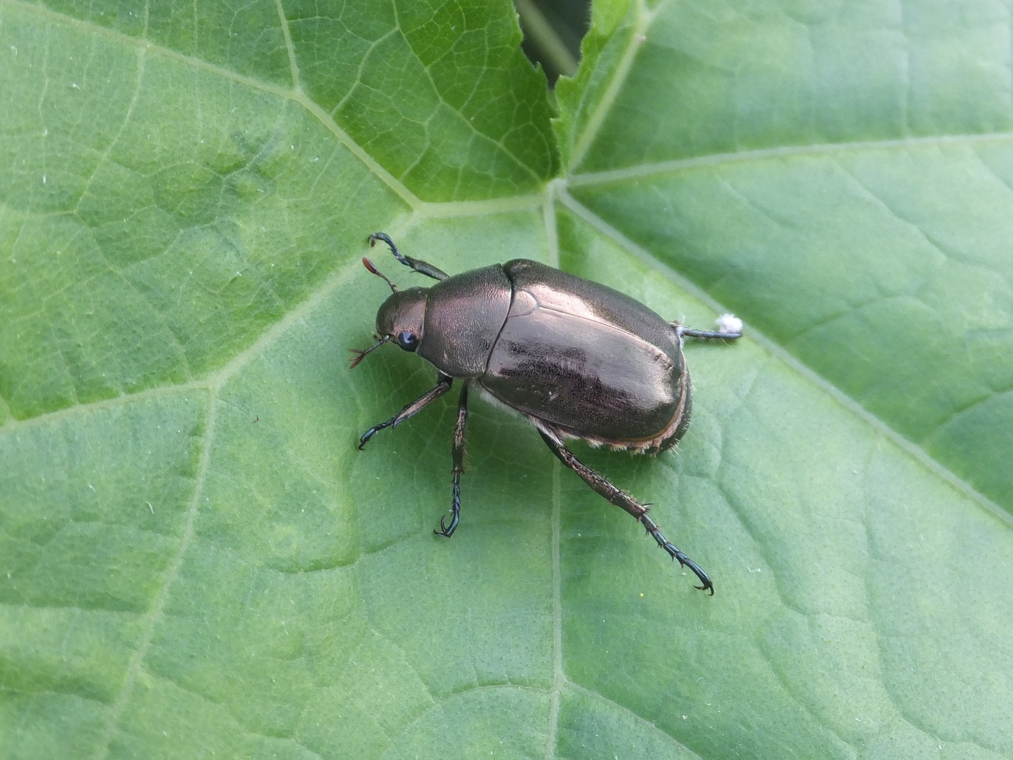 Anomala cuprea (Hope, 1839)