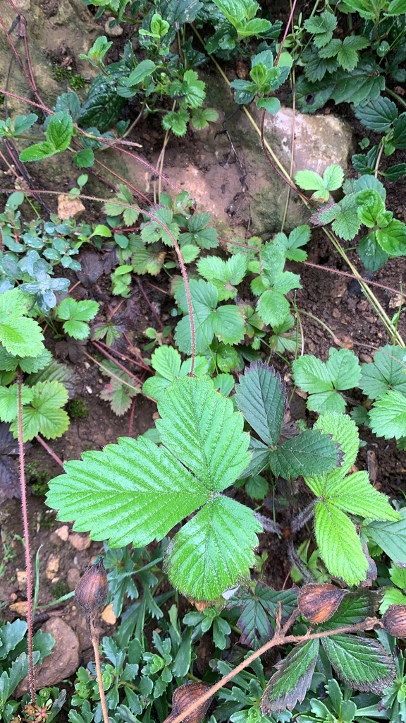 woodland strawberry in September 2022 by KavonKaBae · iNaturalist