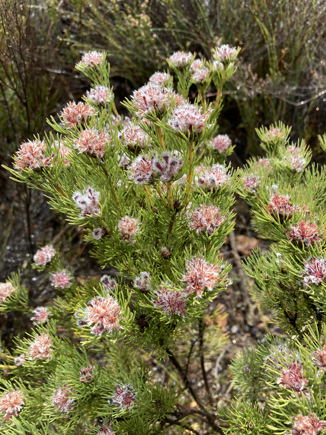 Paranomus capitatus (R.Br.) Kuntze