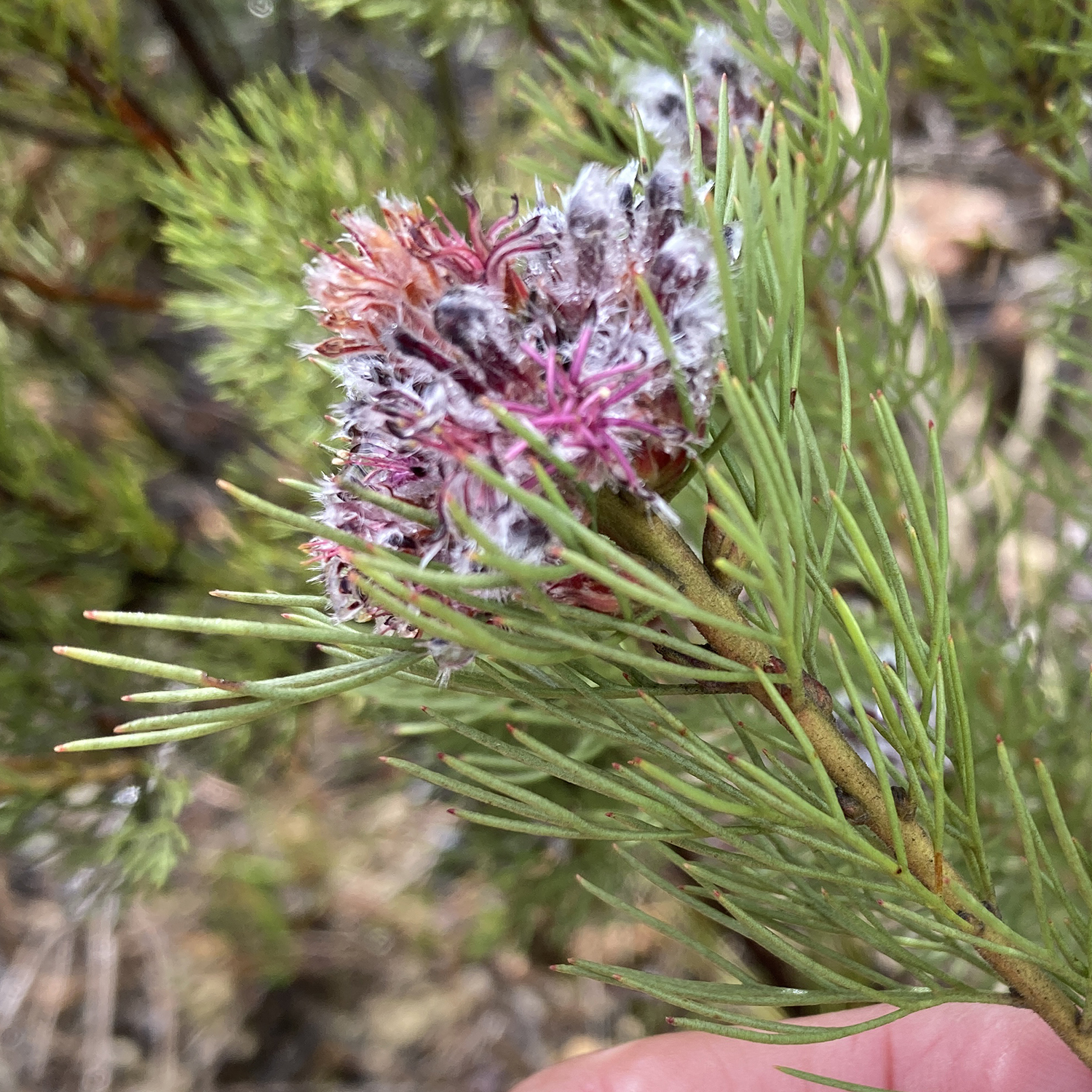 Paranomus capitatus (R.Br.) Kuntze