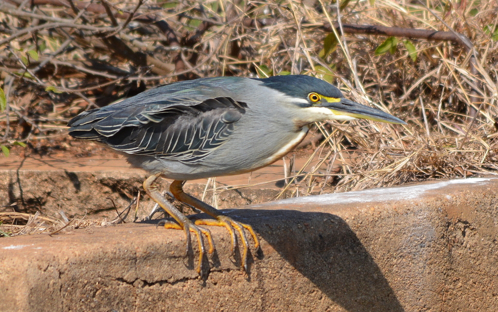 Sub-Saharan Striated Heron (Butorides striata atricapilla) - Avian ...