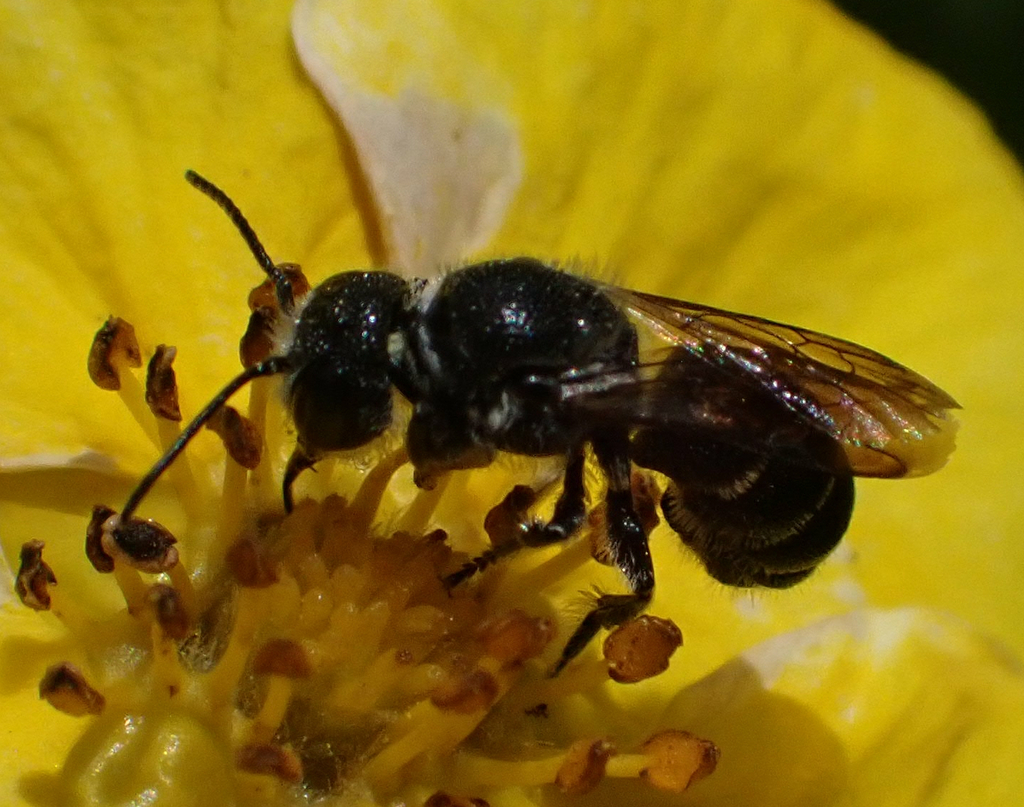 Neotrypetes from Mapleton on August 11, 2022 at 02:23 PM by Mary ...