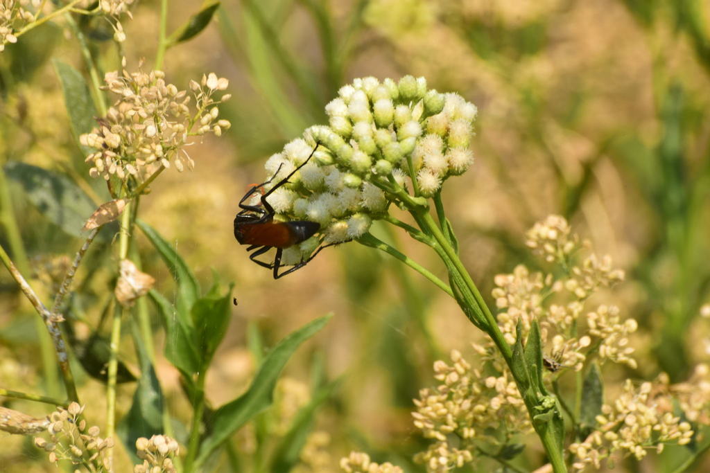 Spider Wasps from Los Banos Wildlife Area; Merced County, California on ...