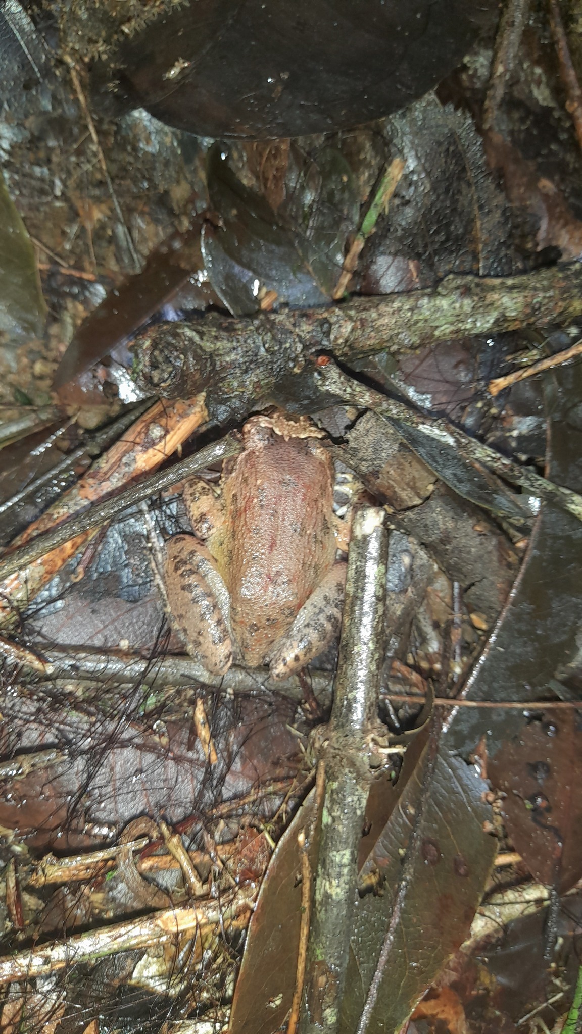 Astylosternus occidentalis Parker, 1931