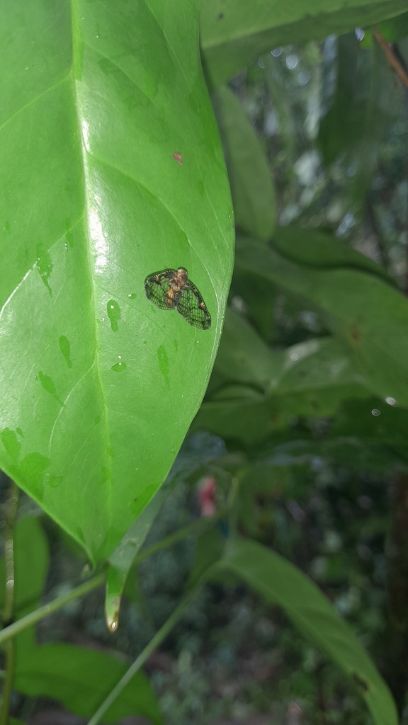 Ricaniid Planthoppers from CQ8V+Q47, Freetown, Serra Leoa on August 21 ...
