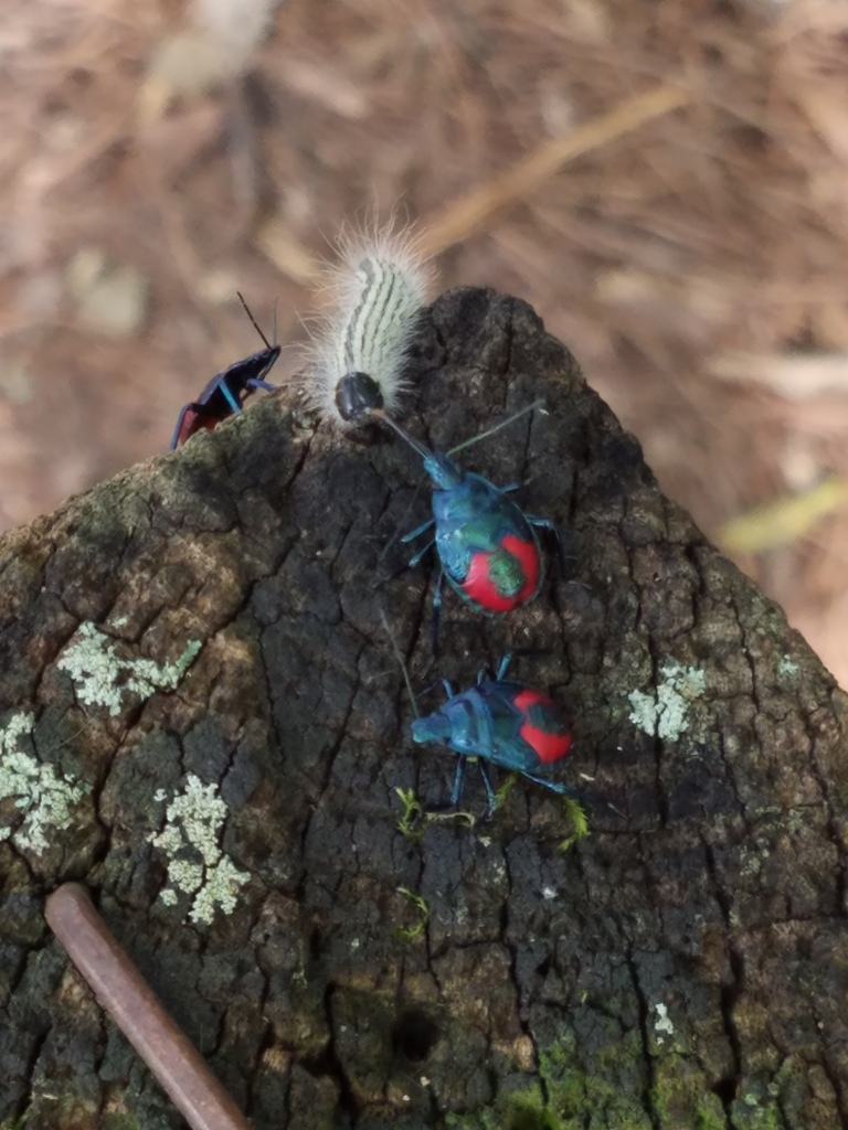 Florida Predatory Stink Bug from Pressly Garden, Erskine College, Due ...