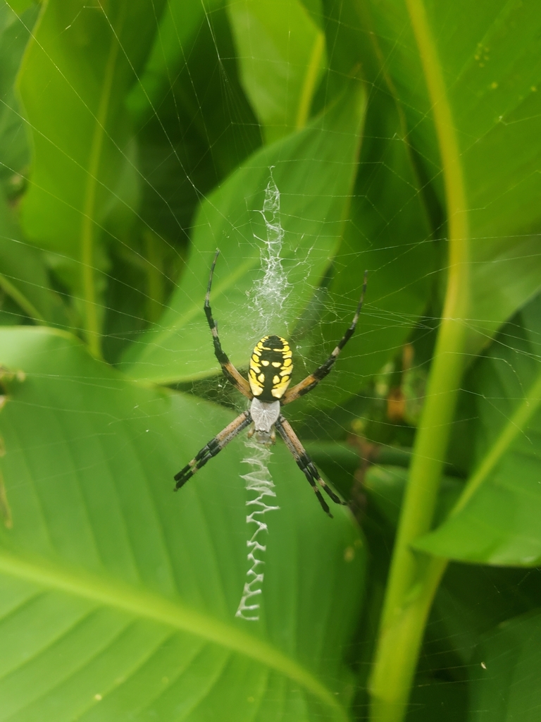 Yellow Garden Spider from Northbrook, IL 60062, USA on September 4 ...