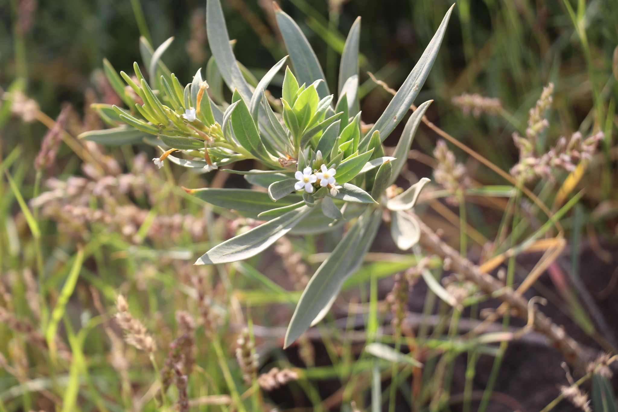 Rhazya stricta Decne.