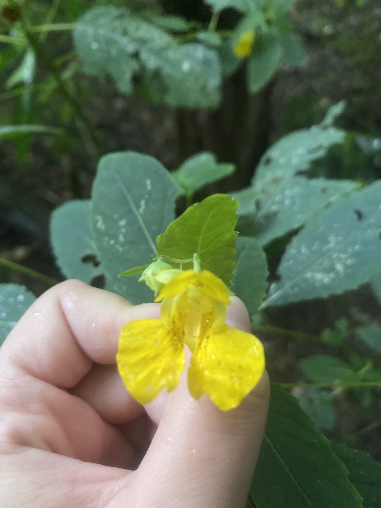 pale jewelweed from River Styx Park, Wadsworth, OH, US on September 04 ...