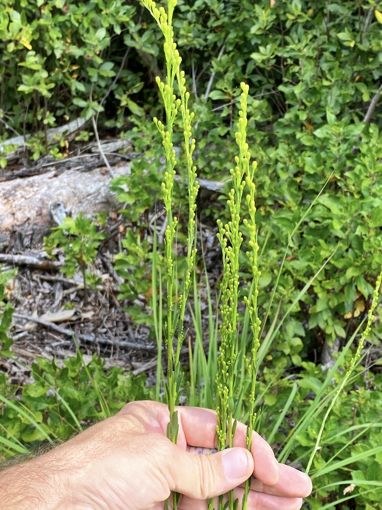 Pine Barren Bog Goldenrod from Aloe St, Egg Harbor City, NJ, US on ...